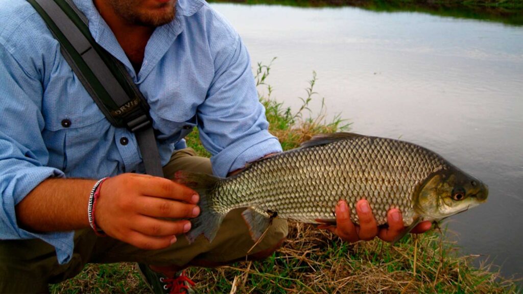 Peixe Curimbatá ou Curumatá - Características, Curiosidades ...